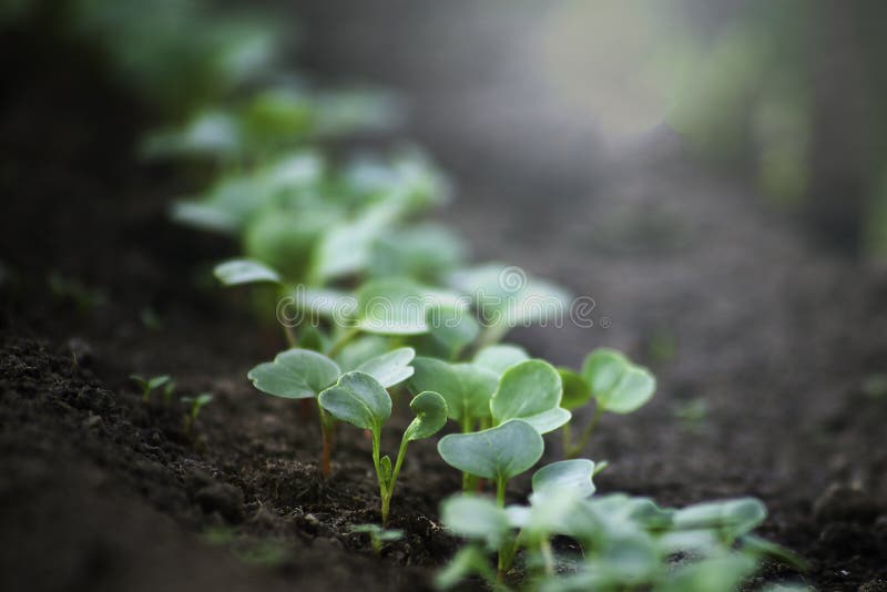 Young radish sprout stock image. Image of agrarian, environment - 179157983