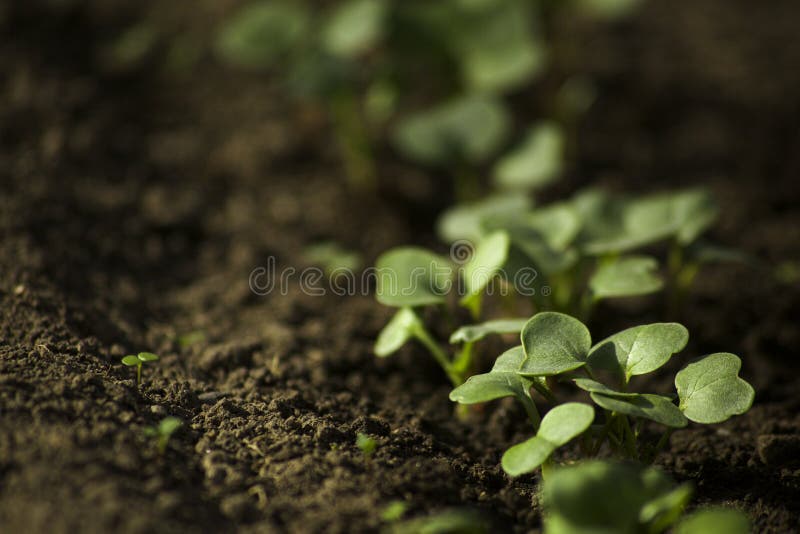 Young radish sprout stock photo. Image of farming, land - 180117344