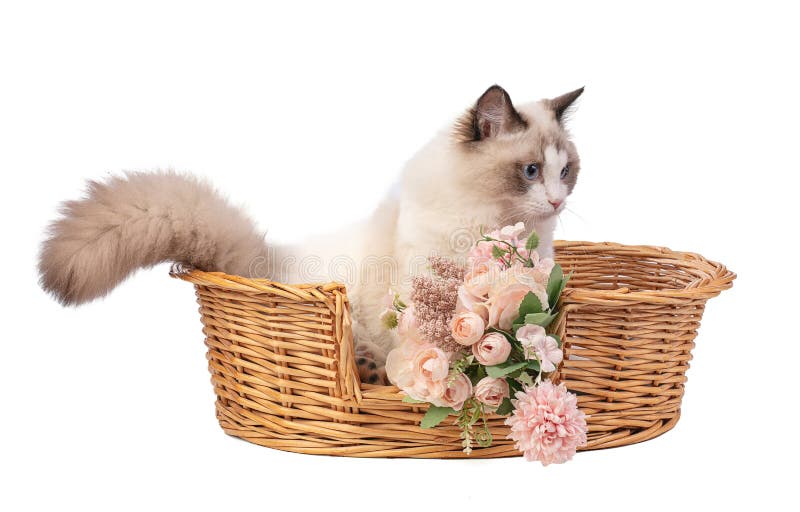 Young Ragdoll Cat Six Months Old in Basket Stock Photo - Image of ...