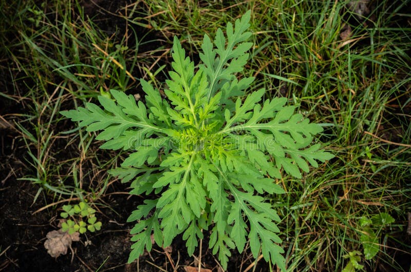 A Young Ragweed Plant Grows among the Grass. Stock Photo - Image of ...