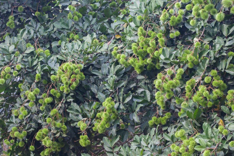 Young rambutan fruit stock image. Image of agriculture - 39813081