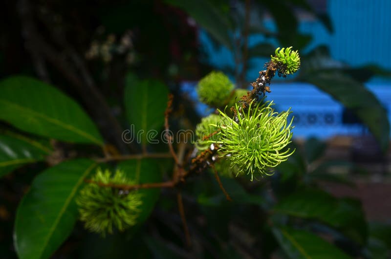 Close Up Young Rambutan Fruit in Growth Process Stock Photo - Image of ...