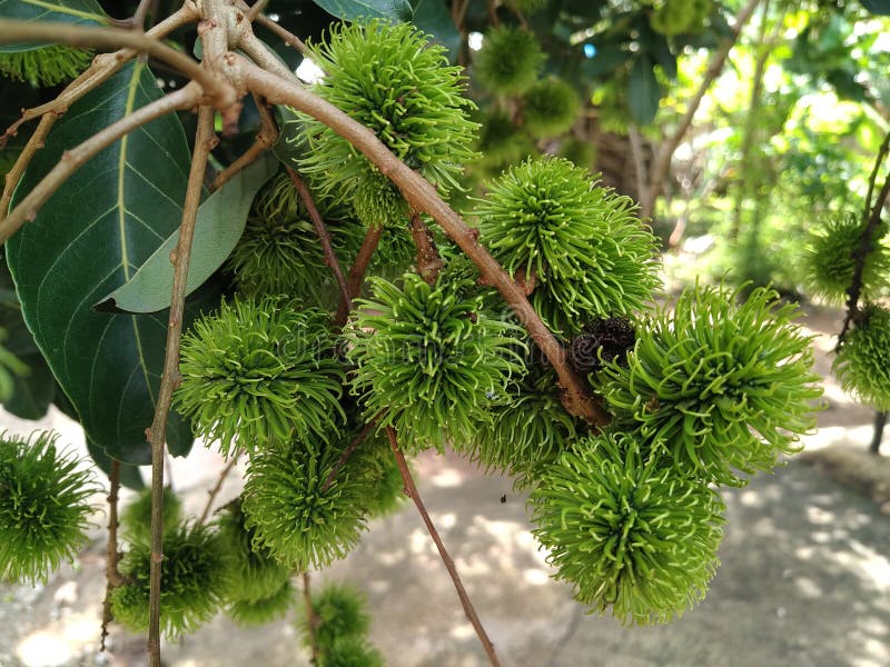 Young rambutan fruit stock image. Image of tree, plant - 268226149