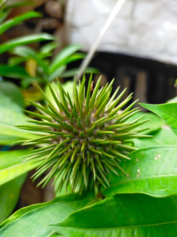 Young Rambutan Fruit, the Skin is Filled with Sharp Thorns, Bears Fruit ...