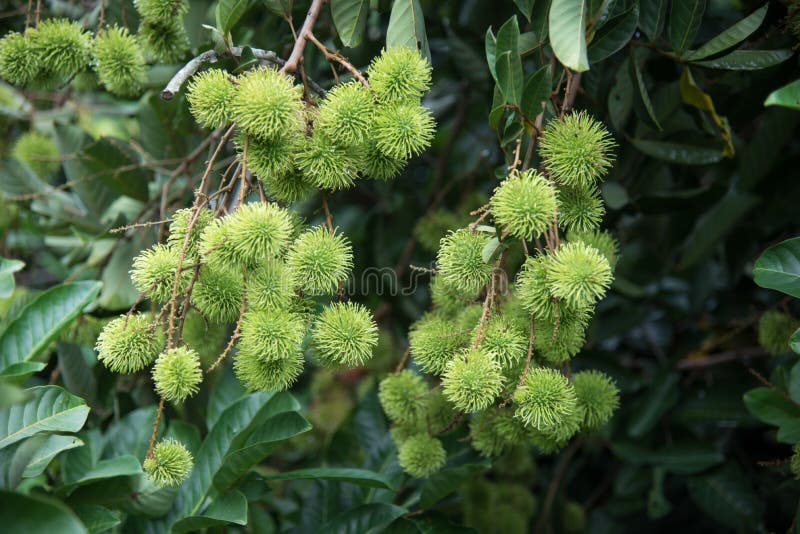 Young Rambutan Fruit on the Tree in the Garden Stock Image - Image of ...