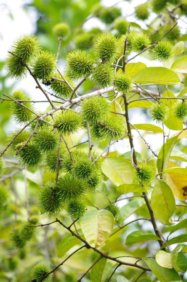 Young Rambutan Fruit on the Tree in the Garden Stock Image - Image of ...