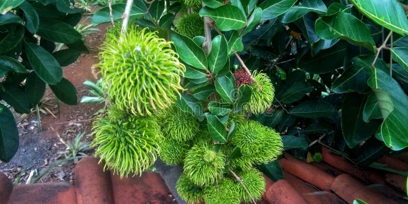 Young rambutan fruit stock image. Image of tree, vegetation - 229537729