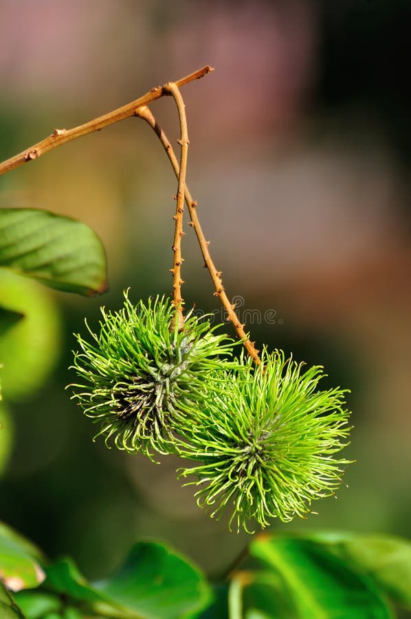 Young rambutan on tree stock photo. Image of closeup - 42087702