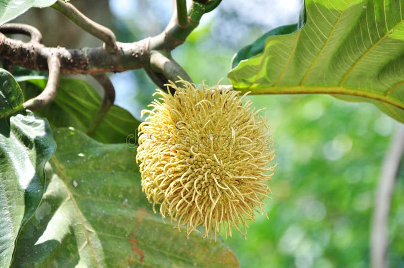 A Young Rambutan stock photo. Image of rambutan, tropic - 36235744