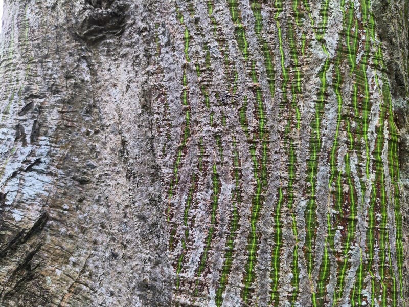 Young Randu Tree Bark Texture Stock Image - Image of leaf, wall: 270369665