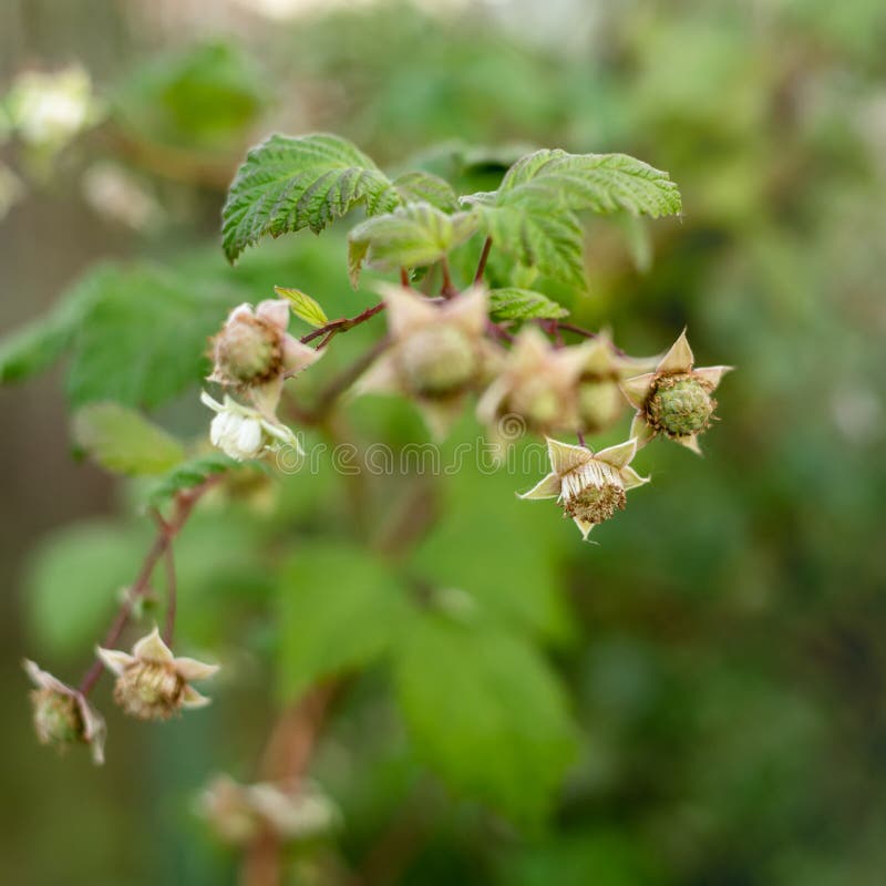 Young Raspberry Buds in the Evening Forest Stock Image - Image of ...