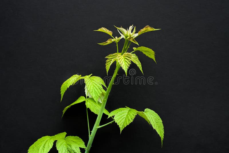 Young Raspberry Bush on a Black Background Stock Photo - Image of ...