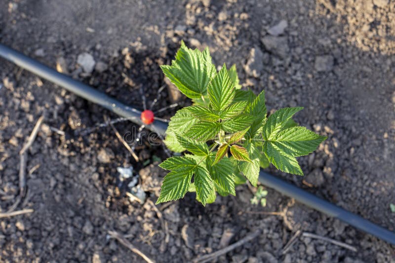 A Young Raspberry Bush with Drip Irrigation. Top View of a Small ...