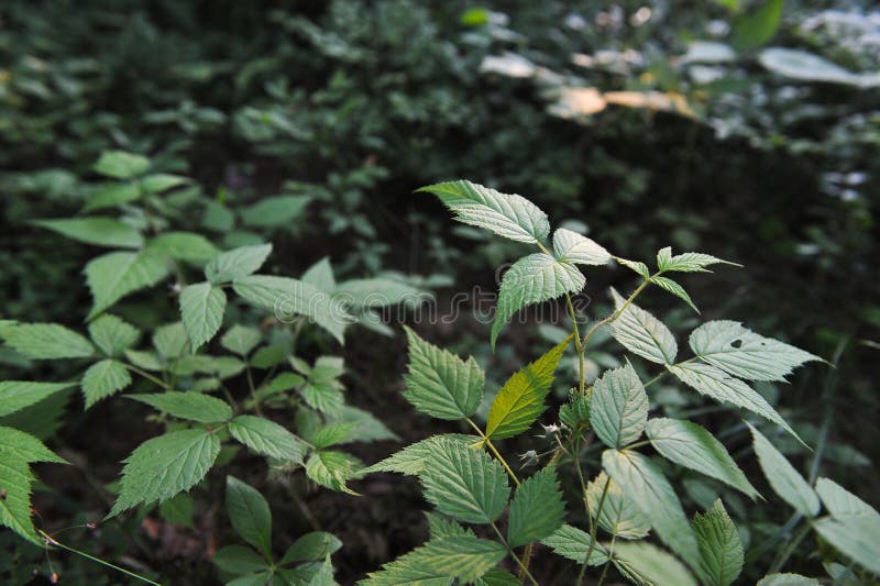 Young raspberry bush stock photo. Image of branch, food - 74198786