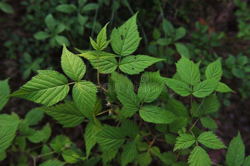 Young raspberry bush stock photo. Image of evening, green - 74199356
