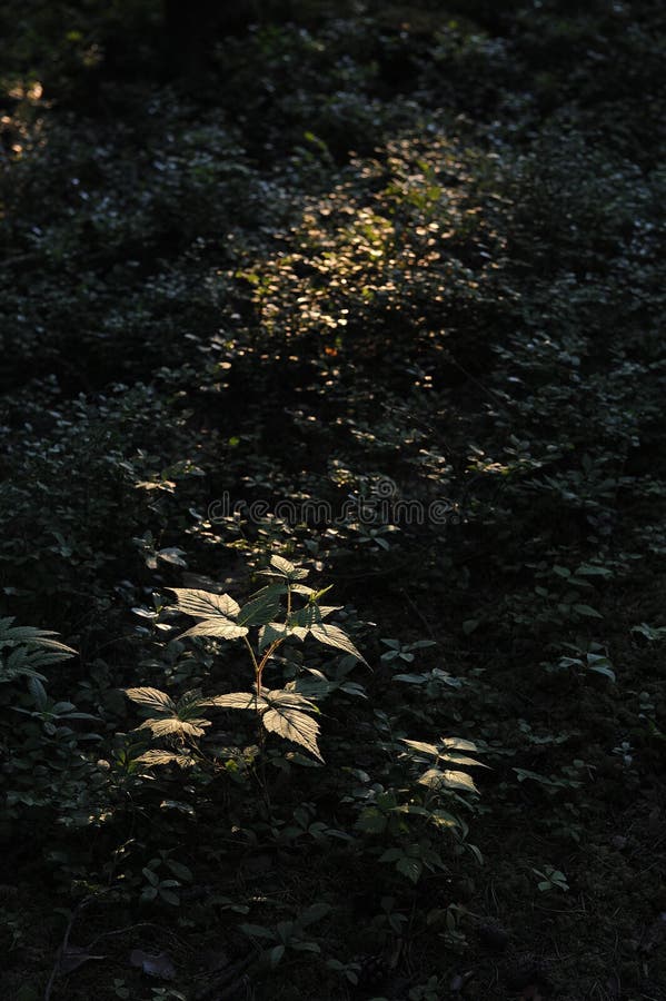 Young raspberry bush stock image. Image of light, fruit - 74199901