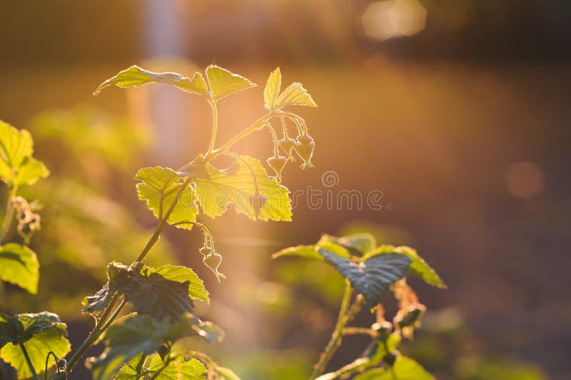 Young raspberry bush stock image. Image of medicine, beautiful - 72334031
