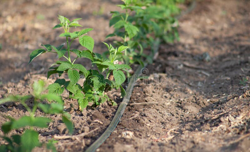 Young Raspberry Bushes Grow in a Row Under Drip Irrigation in the ...