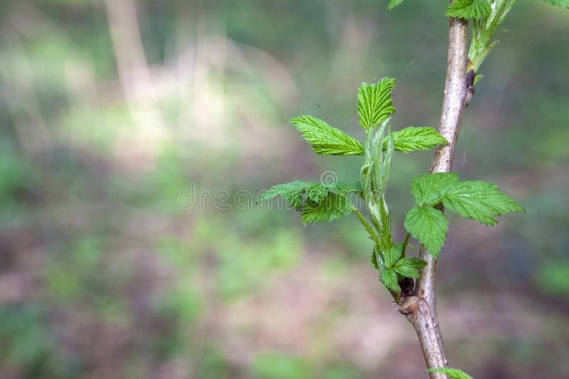 Young Raspberry Bushes. Raspberry Seedlings Stock Image - Image of ...
