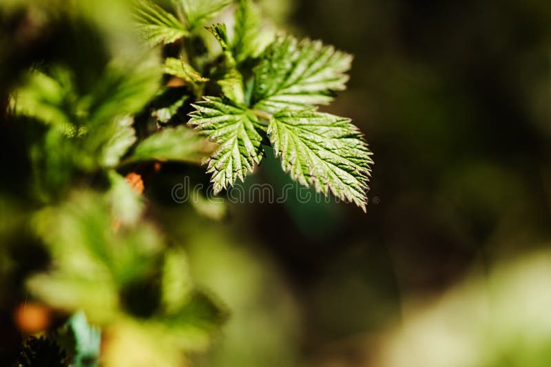 Young Raspberry Leaves Bloom in Spring. Stock Photo - Image of kidney ...