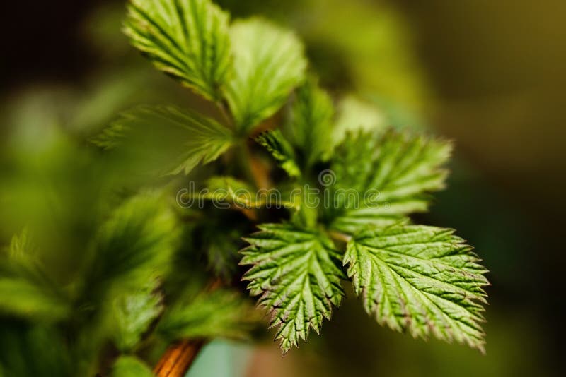 Young Raspberry Seedlings Growing in a Plant Tray. Stock Photo - Image ...