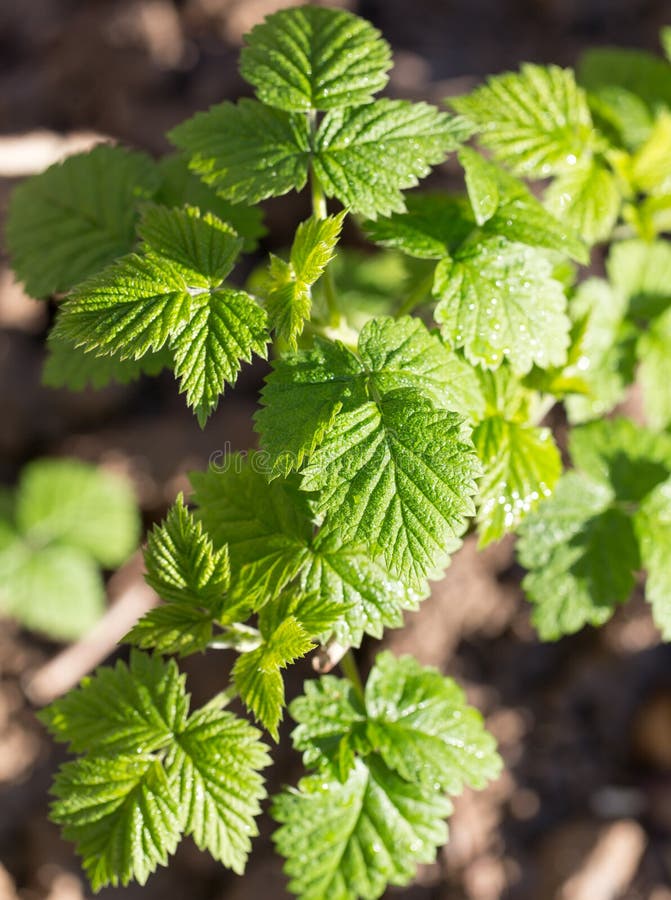 Young Raspberry Leaves in Nature Stock Image - Image of bright, detail ...
