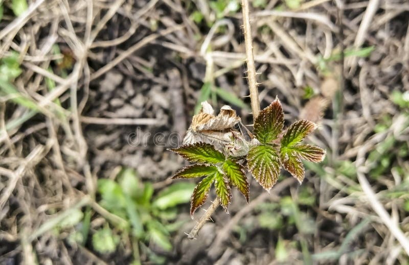 Young Raspberry Leaves. Raspberries are Reborn after Winter. on the ...