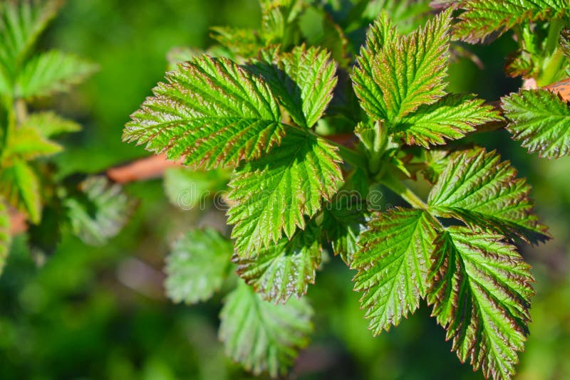 Young Raspberry Leaves in Spring. Stock Photo - Image of plant, white ...