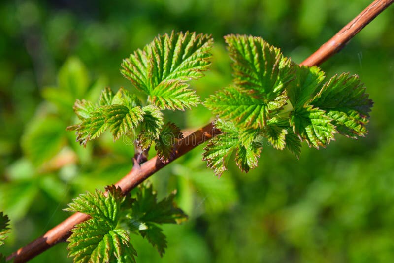 Young Raspberry Leaves in Spring. Stock Image - Image of plant, healthy ...