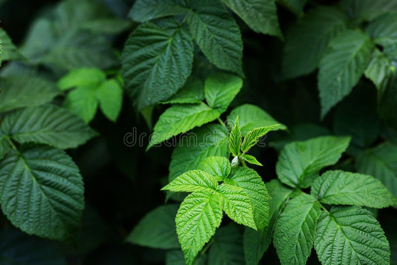 Raspberry Plants stock image. Image of farm, agricultural - 41932105