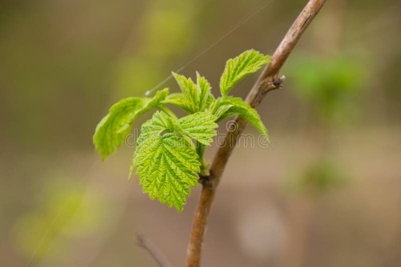 A Young Raspberry Sprout in the Homestead. Development of Plants in ...