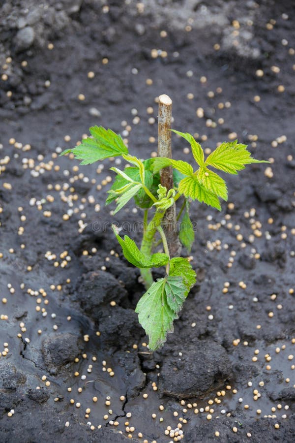 Young Raspberry Sprout in Spring. Raspberry Seedlings Planted in ...