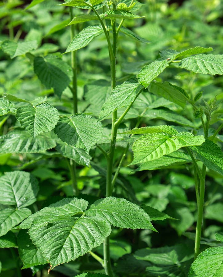 Young Raspberry Sprout with Brown Branch and Green Leaves Isolated on ...
