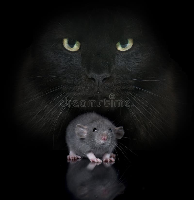 369 Cat Eating Rat Stock Photos - Free & Royalty-Free Stock Photos from ...