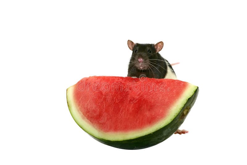 Young Rat Eating Watermelon Stock Photo - Image of black, small: 17343714