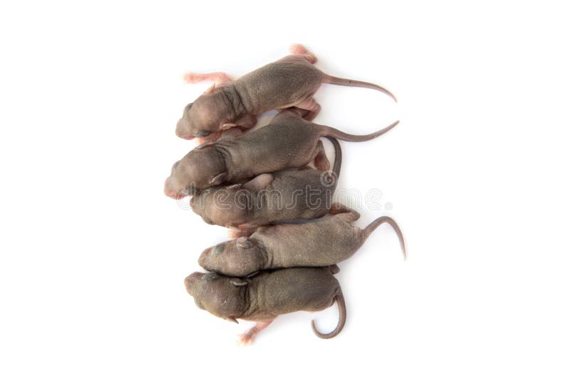 Young Rat Isolated on White Stock Photo - Image of love, concept: 136693250