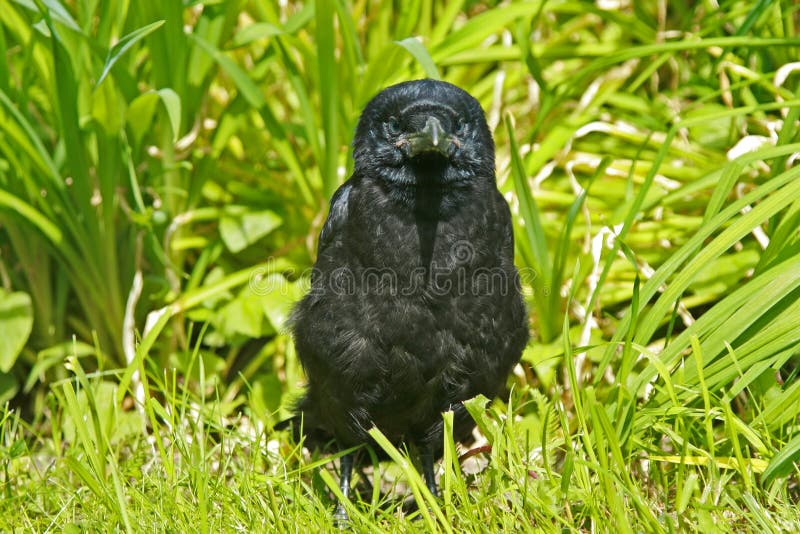 Young Raven in a Green Grass Stock Photo - Image of feather, young ...