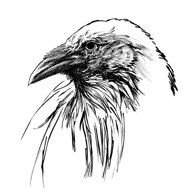 Young raven head stock illustration. Illustration of beak - 27161099
