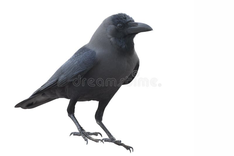 Young Raven Isolate on a White Background. Close-up Portrait of a Crow ...
