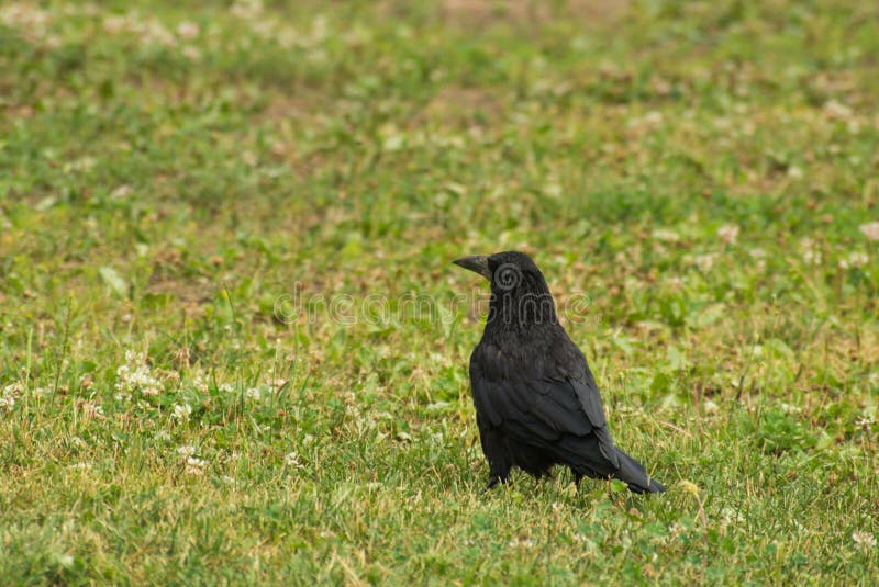 The Young Raven Standing on the Grass Stock Image - Image of animals ...
