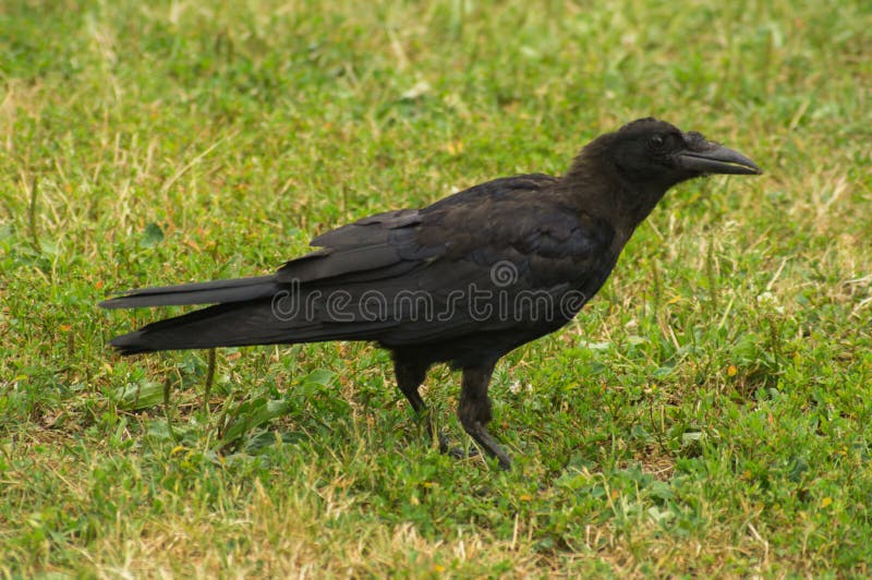 The Young Raven Standing on the Grass Stock Image - Image of curious ...