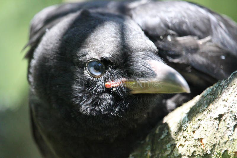 Young raven in a tree stock photo. Image of clouds, blue - 171012770