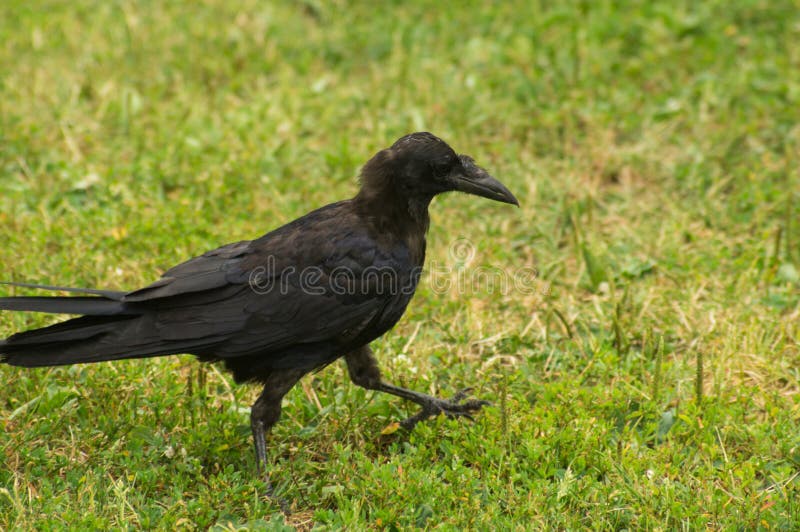 The Young Raven Walks on the Grass Stock Photo - Image of closeup ...