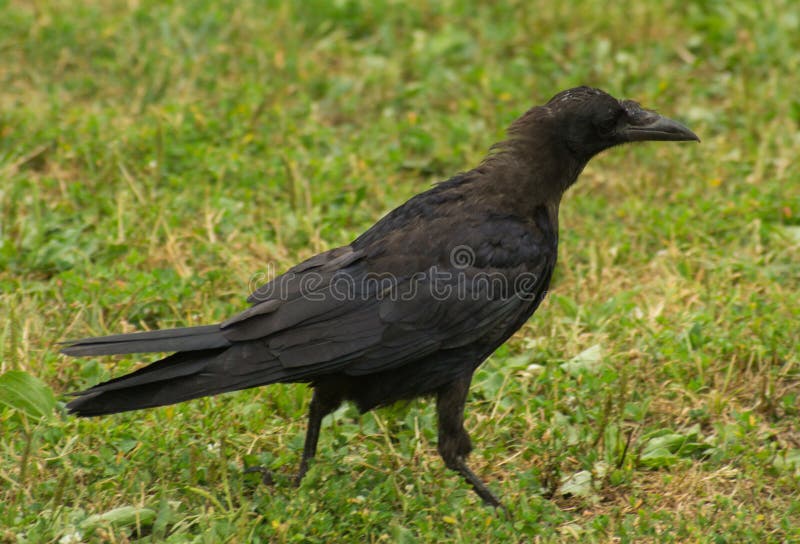 The Young Raven Walks on the Grass Stock Image - Image of birdwatching ...