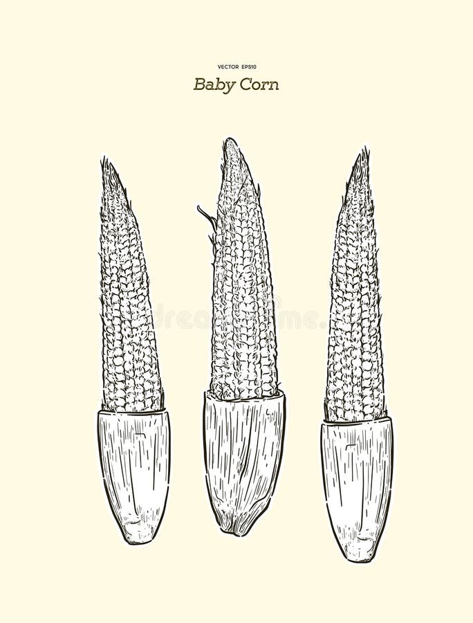 Young Raw Baby Corn, Hand Draw Vector Stock Vector - Illustration of ...