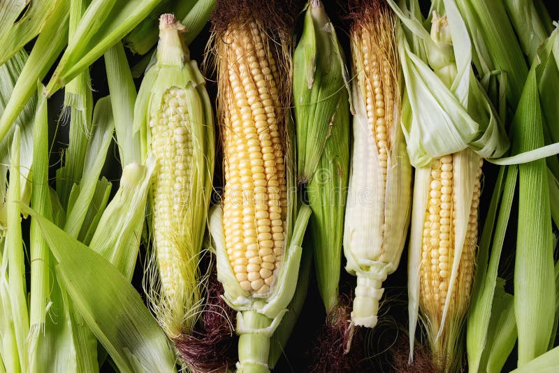 Corn rot stock image. Image of business, corn, decorative - 33759663