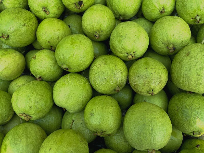 Young raw guavas. stock image. Image of fruit, evergreen - 301652891