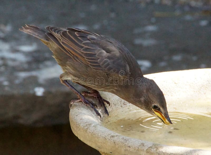 Young Starling on a Birdbath Stock Photo - Image of beak, open: 183974036