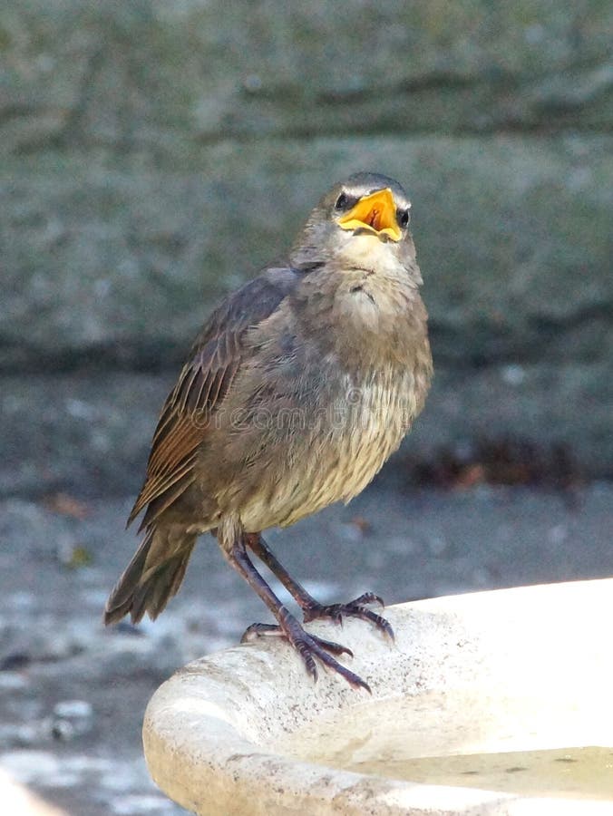 Young Starling on a Birdbath Stock Photo - Image of pinfoldphotos ...