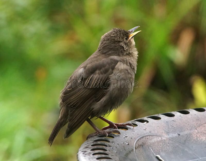 Young Starling on a Birdbath Stock Image - Image of chick, camera ...